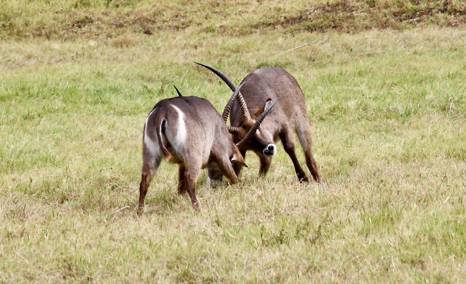 An Arusha Safari is a great beginner's introduction to Tanzanian wildlife