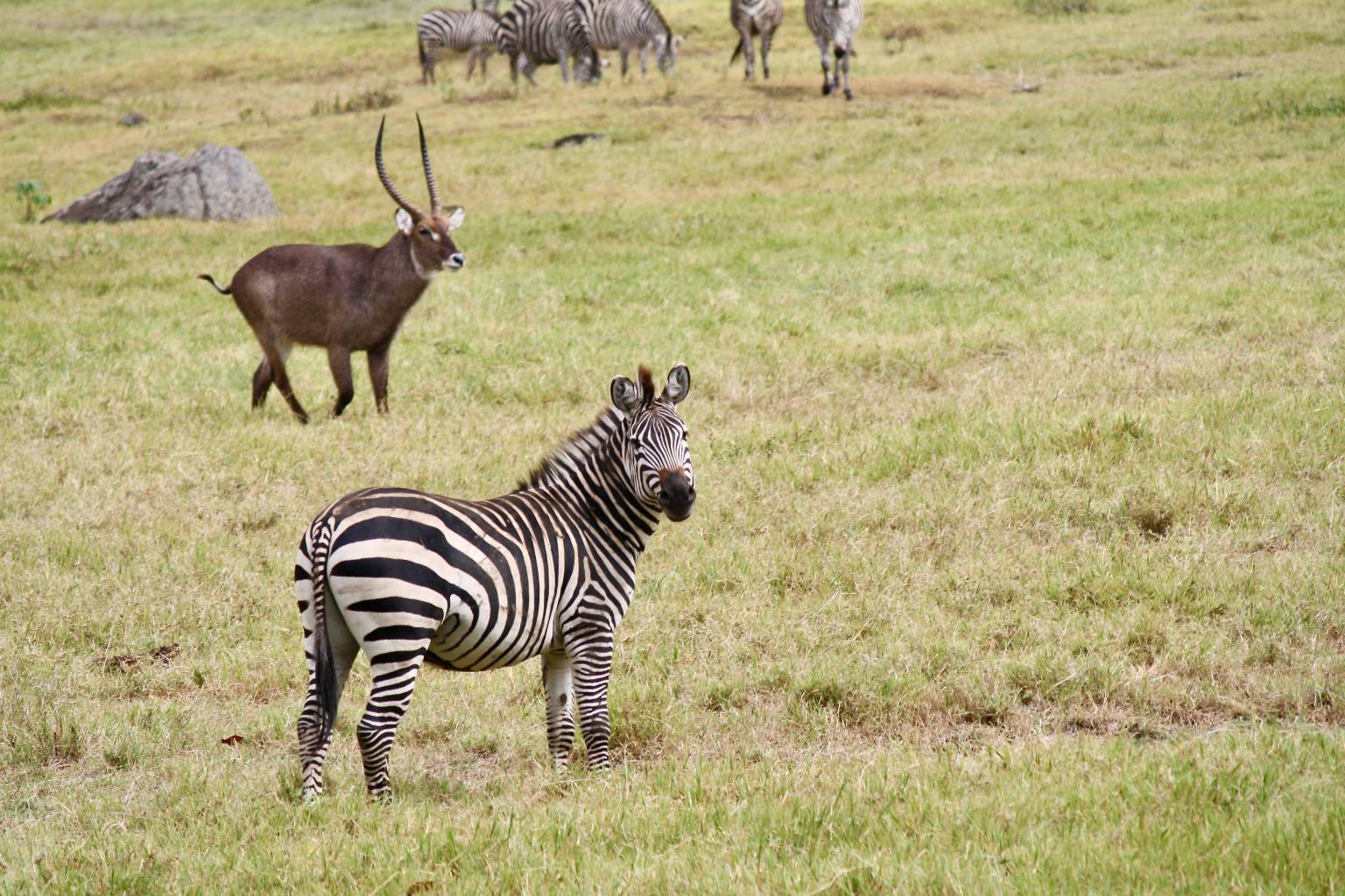 An Arusha Safari is a great beginner's introduction to Tanzanian wildlife